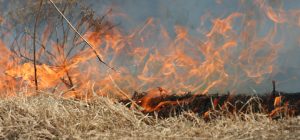What is a spot fire? – Prescribed Fire
